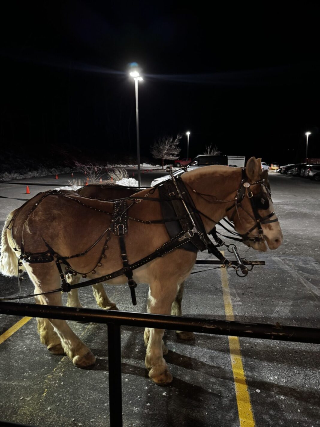 An Intergenerational Winter Success! - Winter Fest 2025 - Salem Town ...